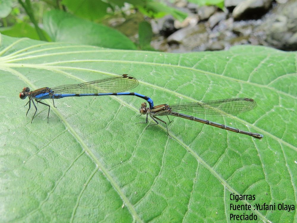 CIGARRAS Imagen & Foto | animales, invertebrados , bosque tropical ...