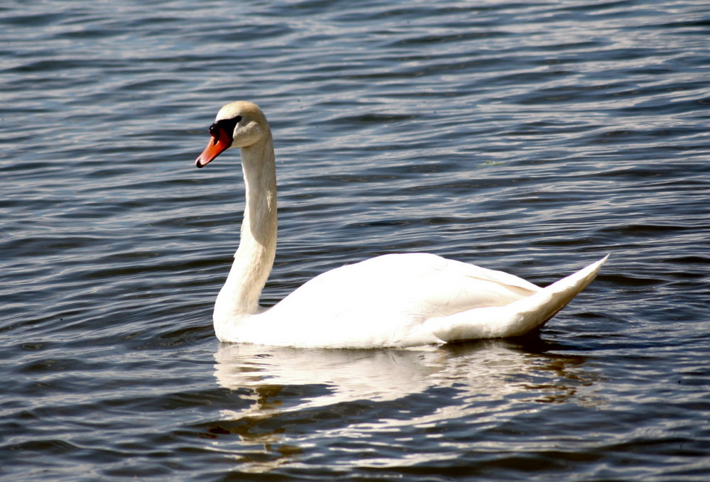 Cigne photo et image | animaux, animaux sauvages, oiseaux Images ...