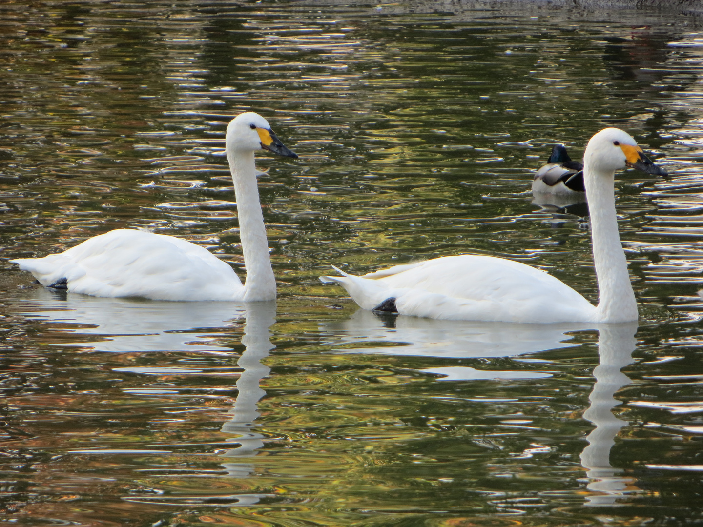Cigni Foto % Immagini| animali, uccelli allo stato libero, animali allo ...