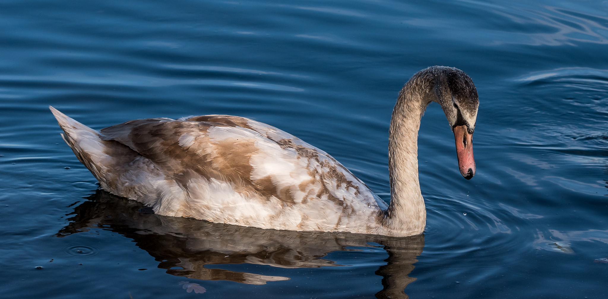 Cigno Foto % Immagini| animali, animali allo stato libero, acqua Foto ...