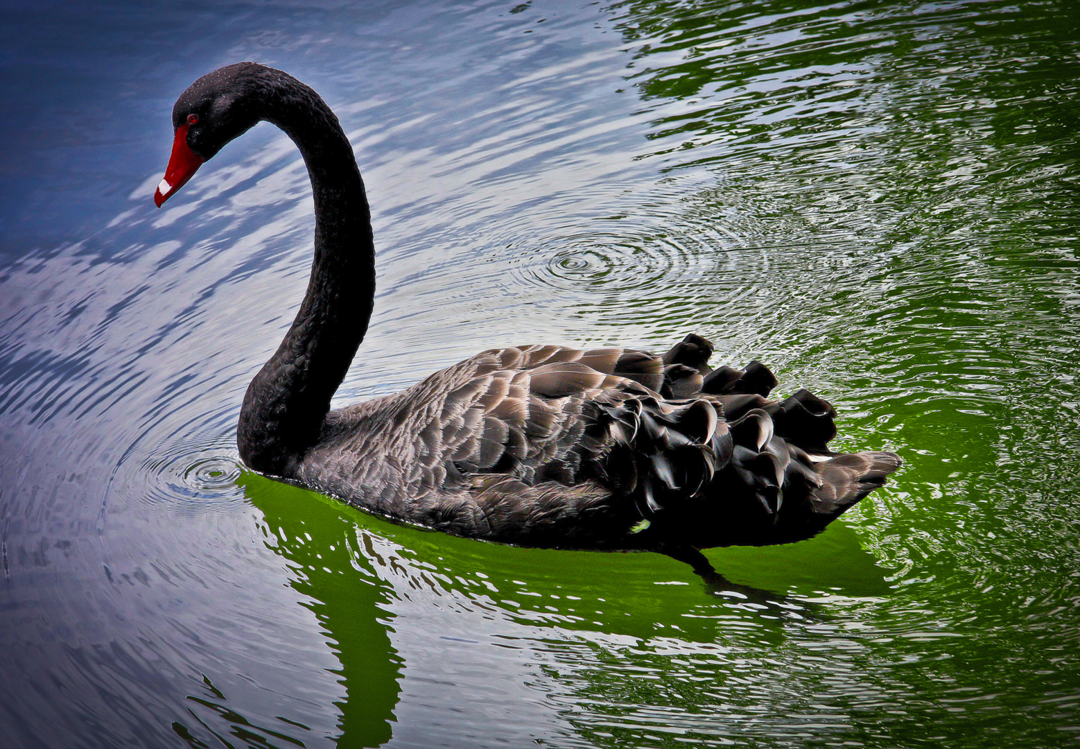 cigno................... Foto % Immagini| animali, uccelli allo stato ...