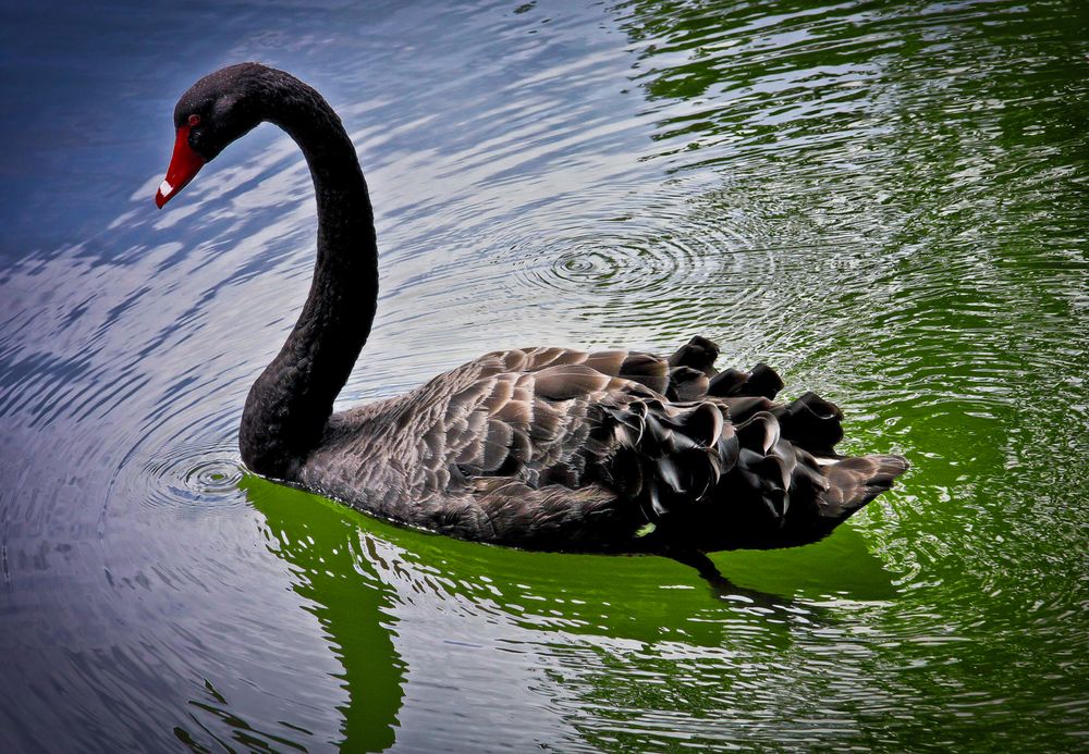 cigno................... Foto % Immagini| animali, uccelli allo stato ...
