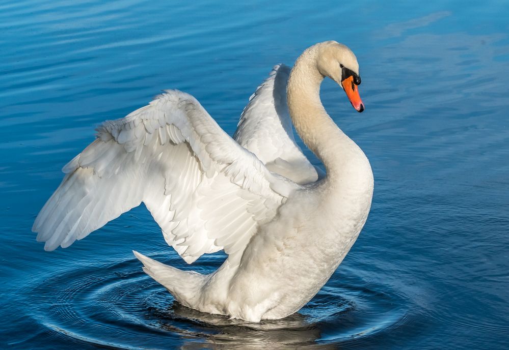 Cigno Foto % Immagini| animali, animali allo stato libero, acqua Foto ...
