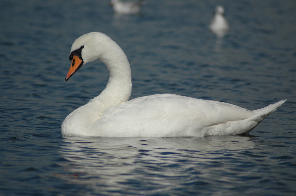 Cigno Bianco Foto % Immagini| animali, uccelli allo stato libero ...