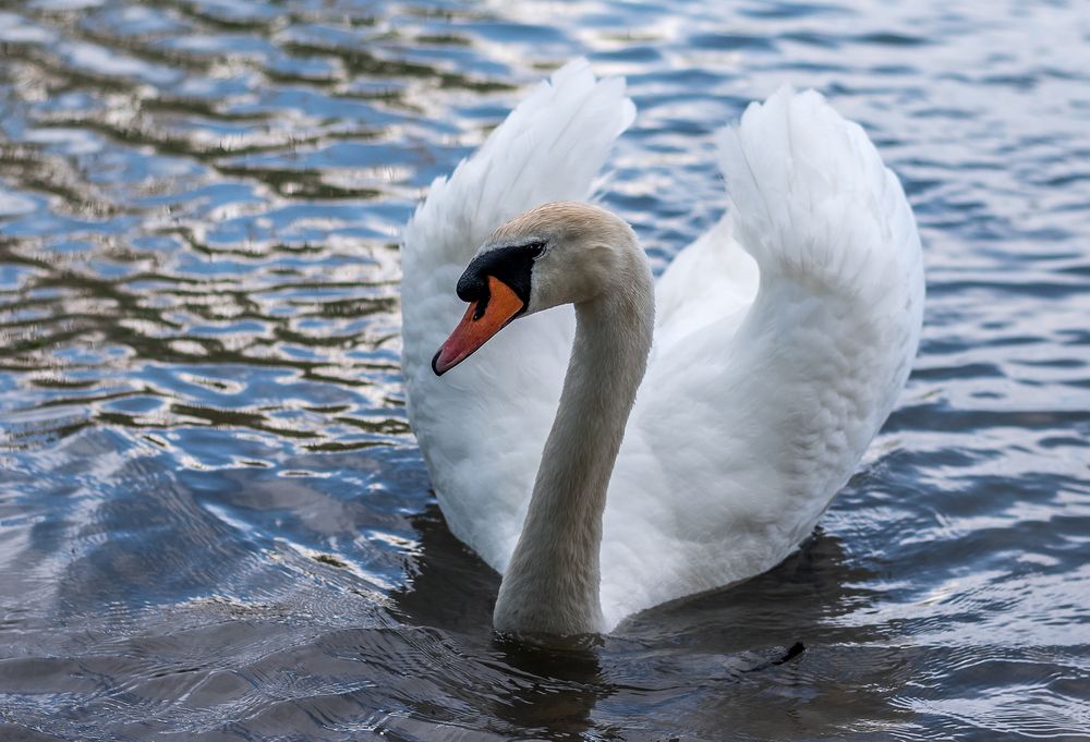 Cigno Foto % Immagini| animali, uccelli allo stato libero, animali allo ...
