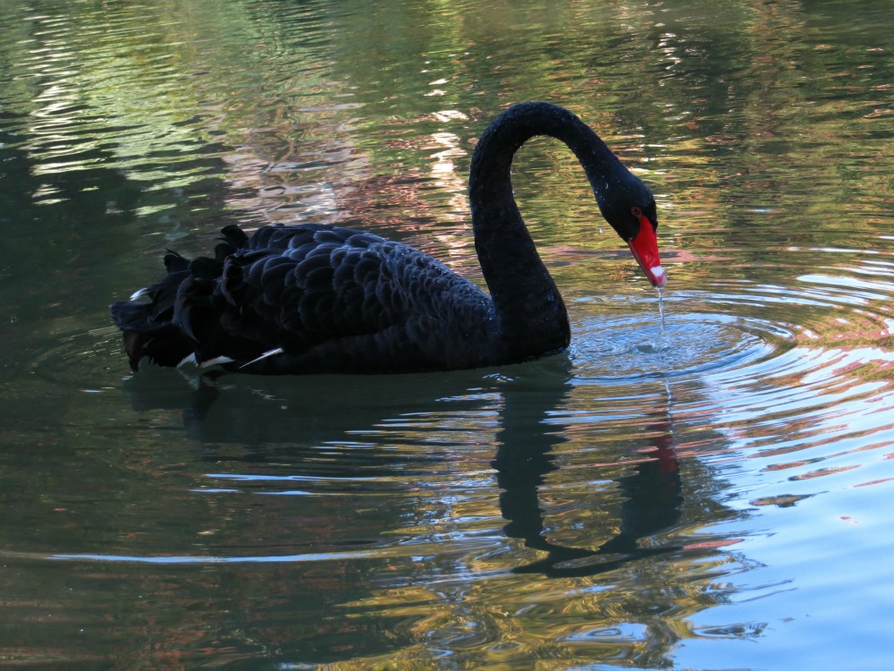 Cigno Nero Foto % Immagini| animali, zoo e allevamenti, natura Foto su ...