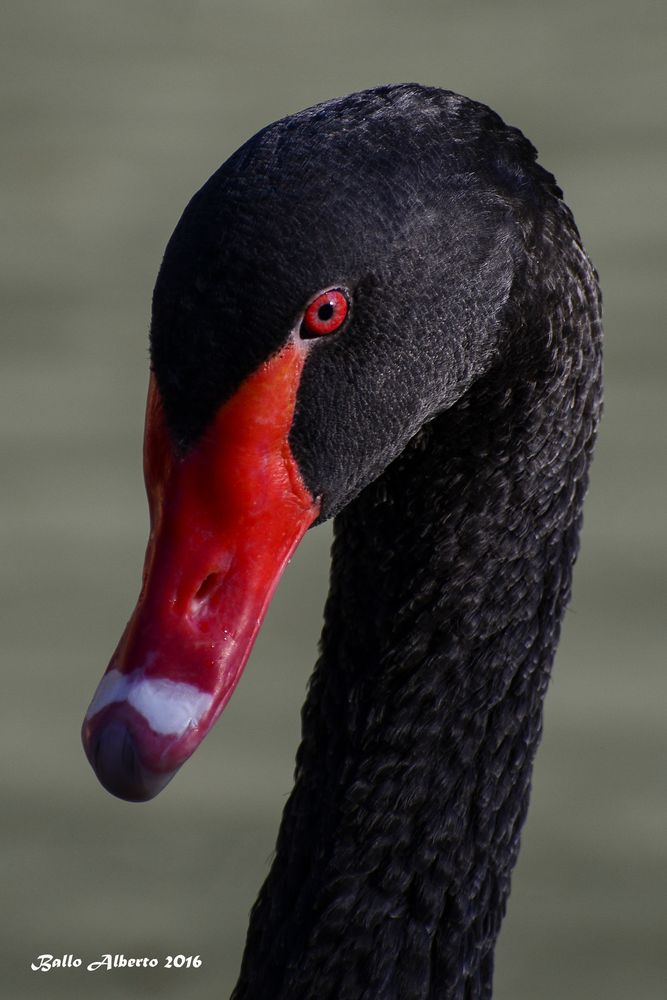 Cigno nero Foto % Immagini| Foto su fotocommunity