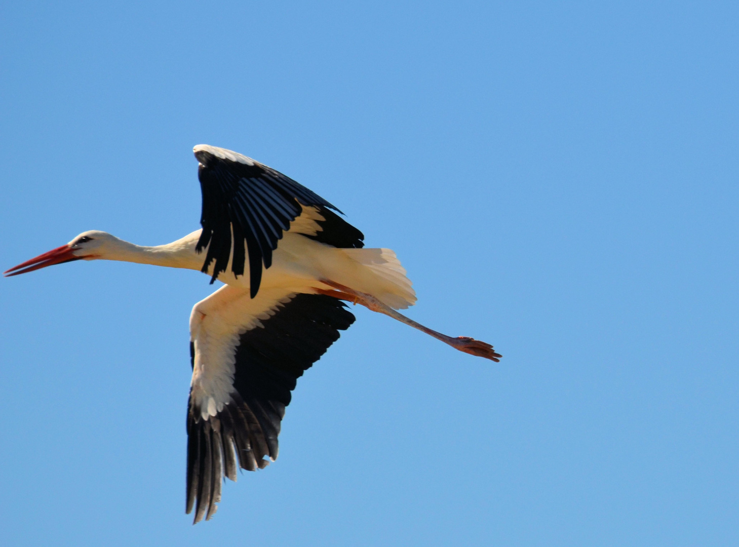 CIGOGNE EN VOL photo et image | animaux, animaux sauvages, oiseaux ...