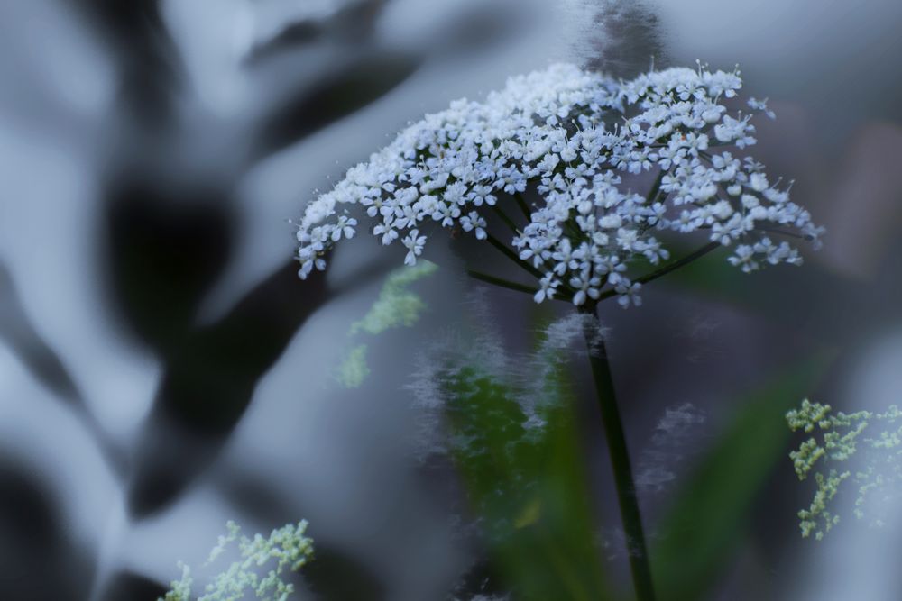 Ciguë photo et image | fleurs, flowers, nature Images fotocommunity