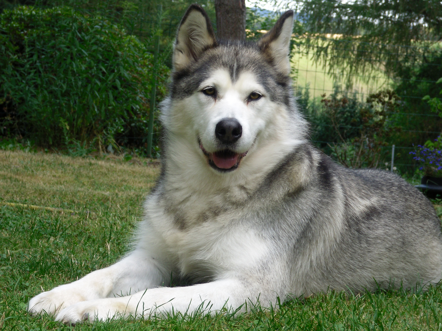 Cika Foto & Bild | hunde, natur, wolf Bilder auf fotocommunity