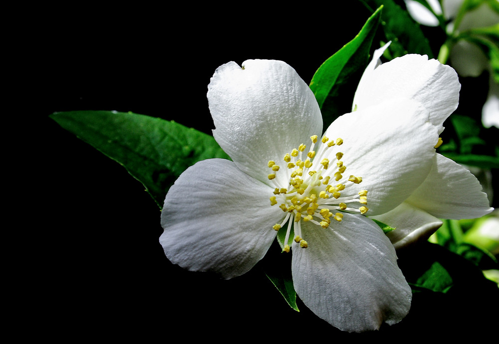 CINAMOMO Imagen & Foto | plantas, flores, naturaleza Fotos de fotocommunity