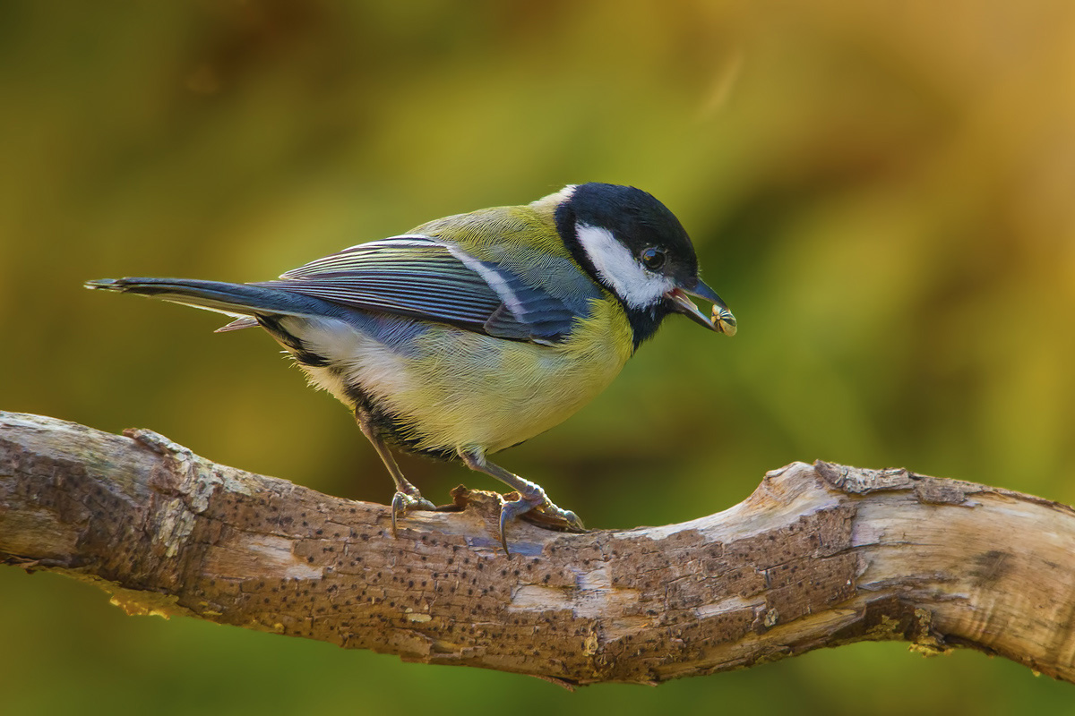 Cinciallegra. Foto % Immagini| animali, uccelli allo stato libero ...