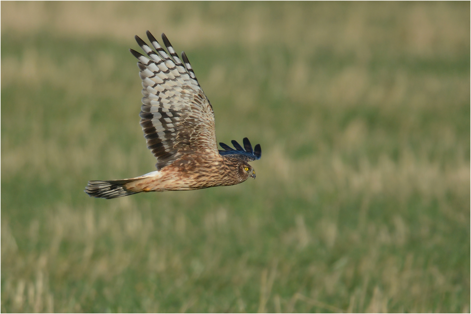 Circus cyaneus Foto & Bild | tiere, wildlife, wild lebende vögel Bilder ...