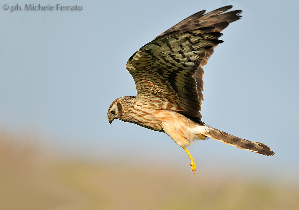 Circus pygargus Foto % Immagini| animals, wildlife, birds Foto su ...