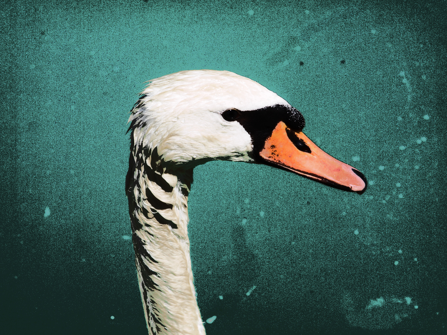 Cisne Imagen & Foto | animales, aves, naturaleza Fotos de fotocommunity