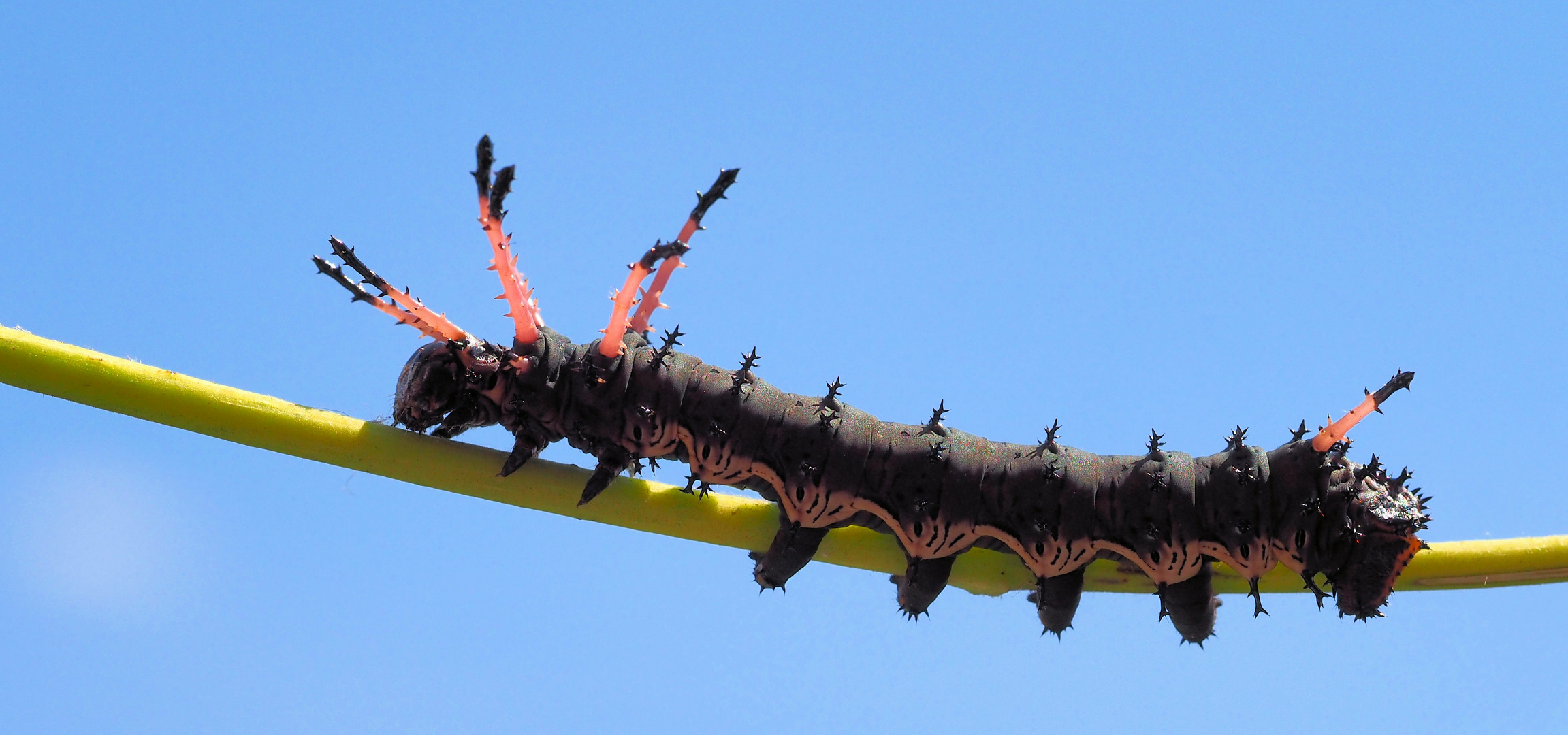 Citheronia azteca Raupe Foto & Bild | natur, macro, tiere Bilder auf ...