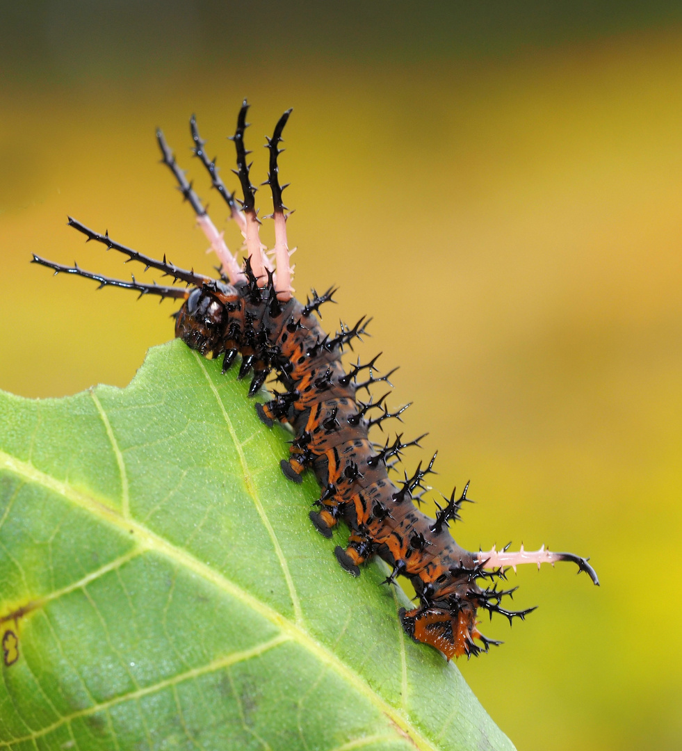 Citheronia azteca Raupe Foto & Bild | fotos, natur, insekten Bilder auf ...