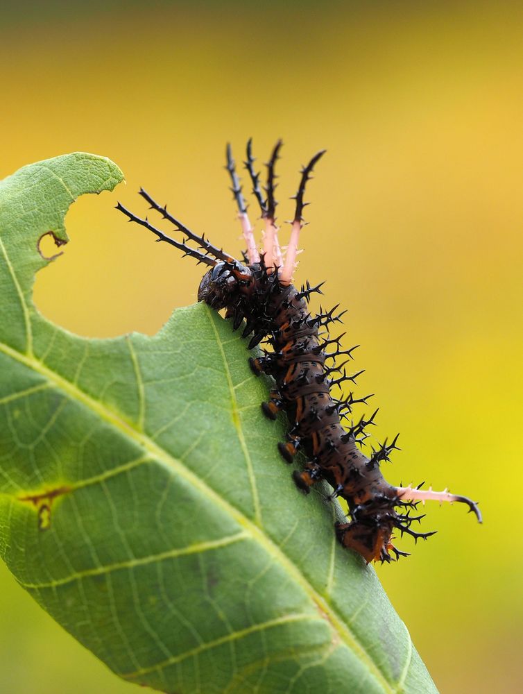 Citheronia azteca Raupe Foto & Bild | fotos, makro, natur Bilder auf ...