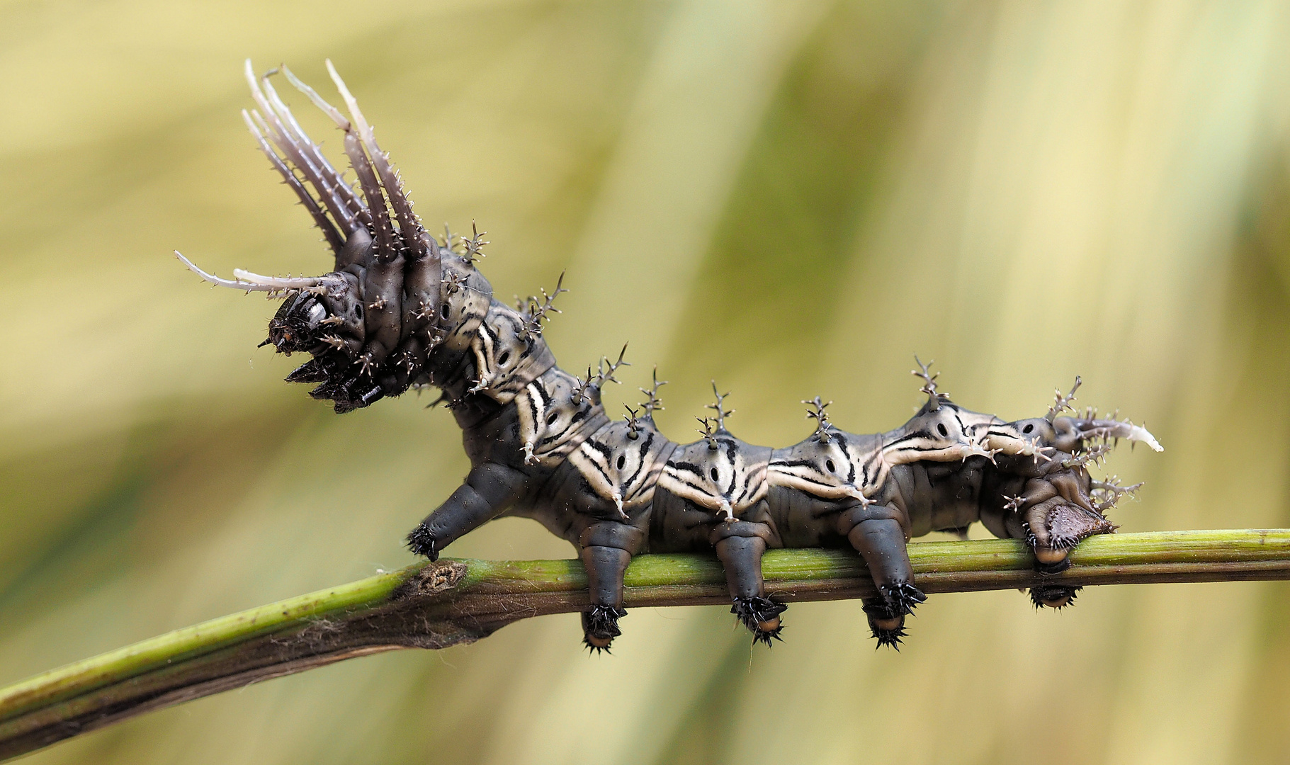 Citheronia bellavista Raupe .... Foto & Bild | fotos, natur, insekt ...