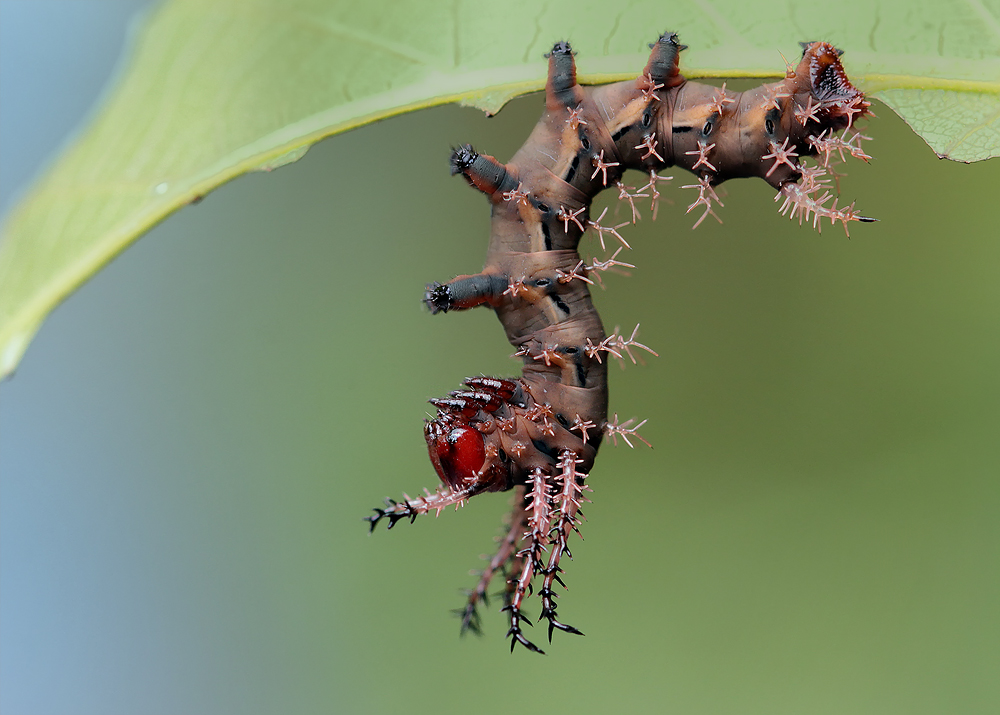 Citheronia regalis Foto & Bild | makro, natur, tiere Bilder auf ...