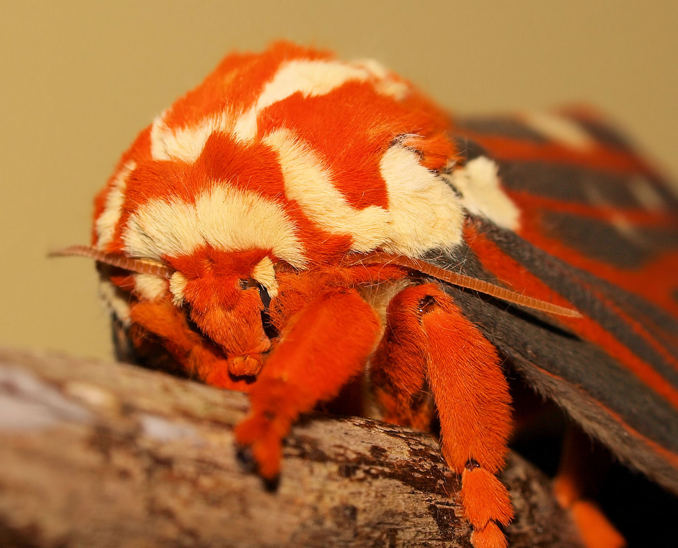 Citheronia Regalis Foto & Bild | tiere, haustiere, terraristik Bilder ...