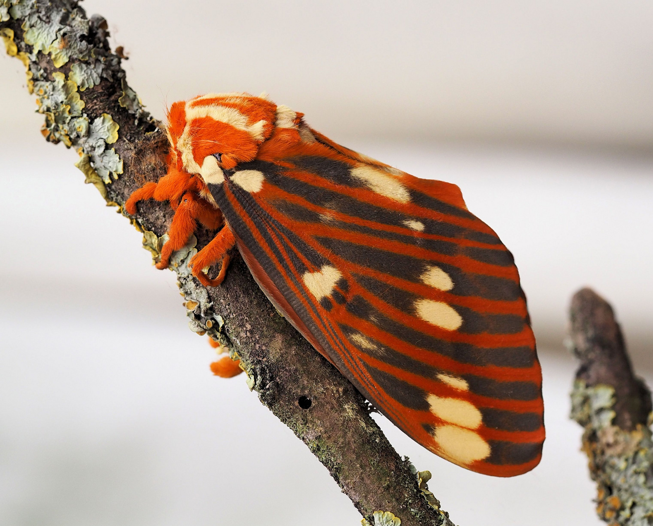 Citheronia regalis Foto & Bild | natur, nachtfalter, schmetterling ...