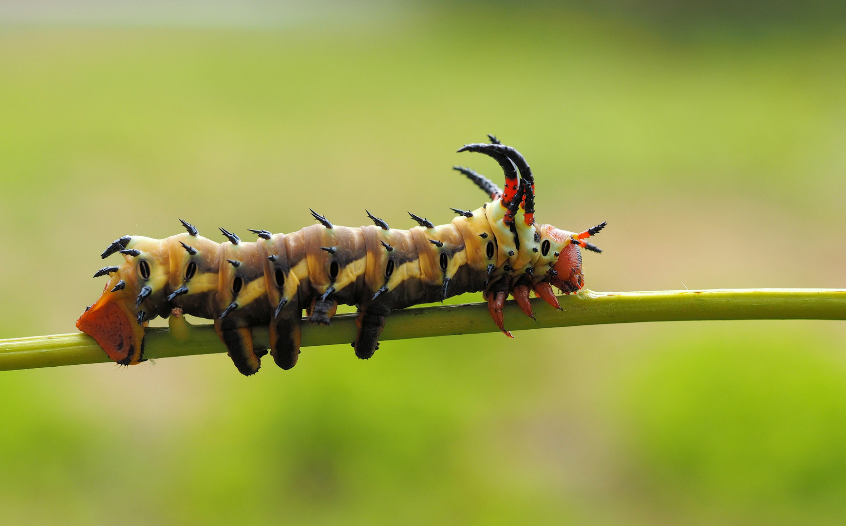 Citheronia-regalis Raupe Foto & Bild | fotos, natur, insekt Bilder auf ...