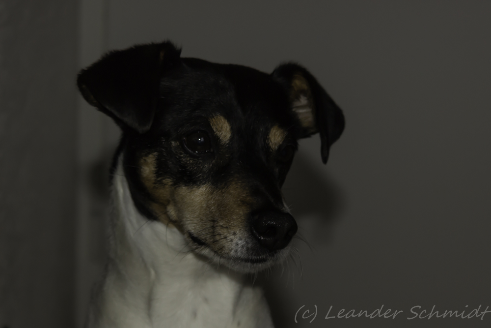 Cito 1 Foto & Bild | tiere, haustiere, hunde Bilder auf fotocommunity