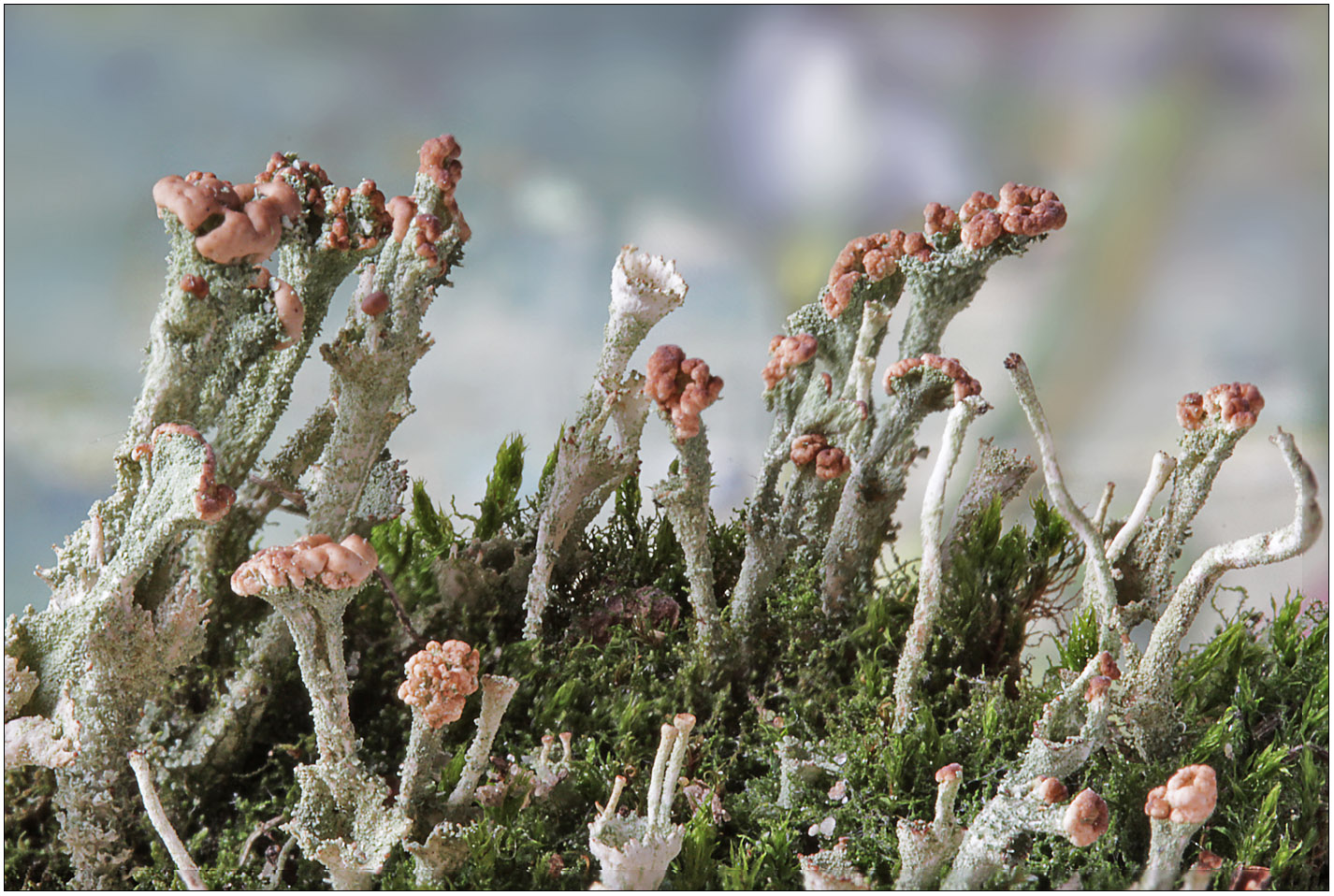 Cladonia ramulosa (Ästige Becherflechte) Foto & Bild | pflanzen, pilze & flechten, pilze ...