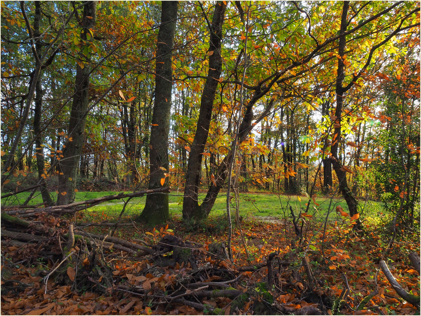 Clairière automnale photo et image | wald, herbst, landschaft Images ...