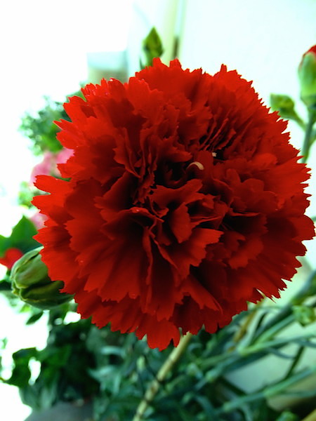 Clavel Imagen & Foto | plantas, flores, naturaleza Fotos de fotocommunity