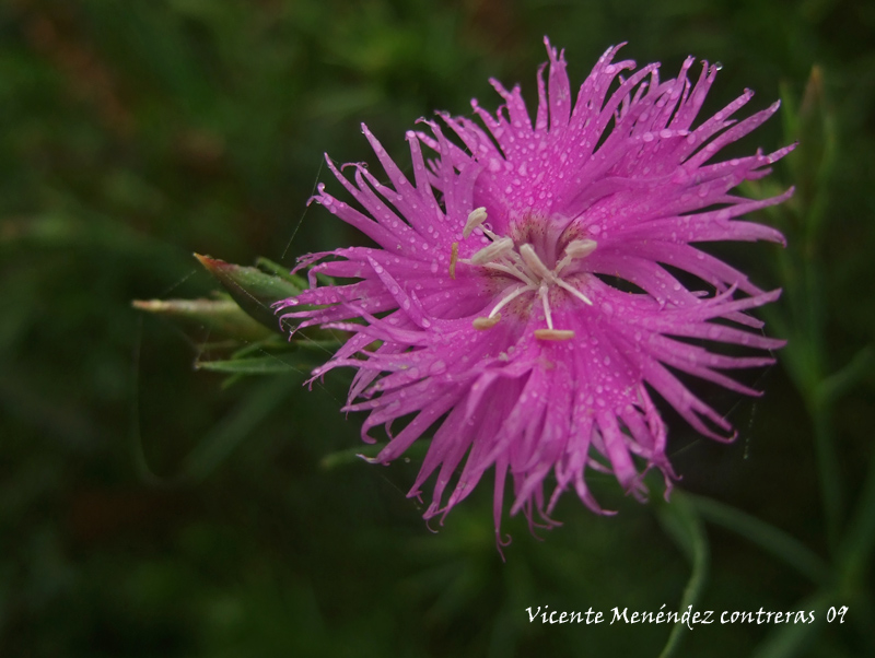 Clavel silvestre Imagen & Foto | plantas, flores, naturaleza Fotos de ...