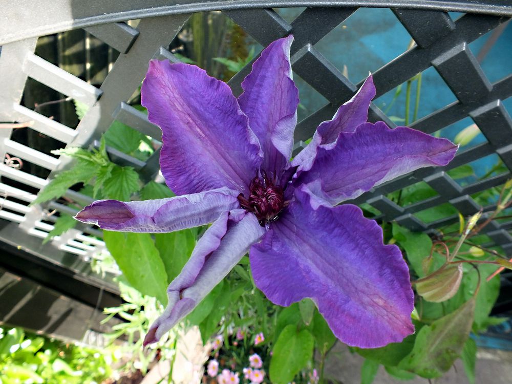 Clematis Foto & Bild | pflanzen, pilze & flechten, blüten ...