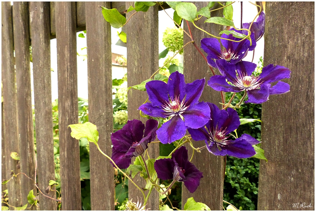 Clematis Blüten am Zaun , Foto & Bild | jahreszeiten, sommer, pflanzen ...