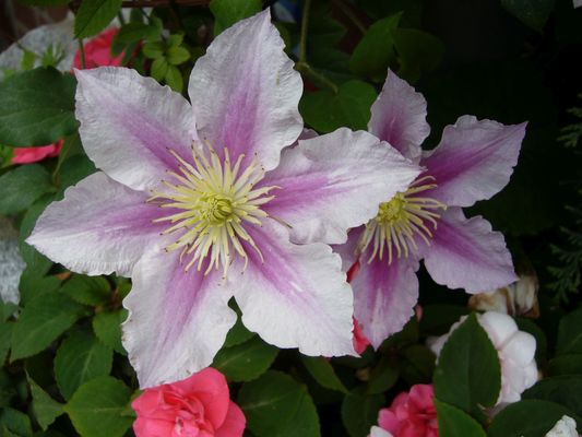 Clematis Bilder & Fotos