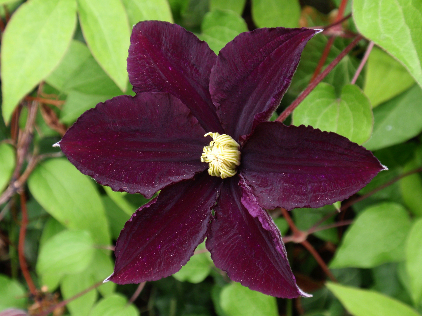 Clematis - wundervolle Ranken zieren Haus und Garten Foto & Bild ...