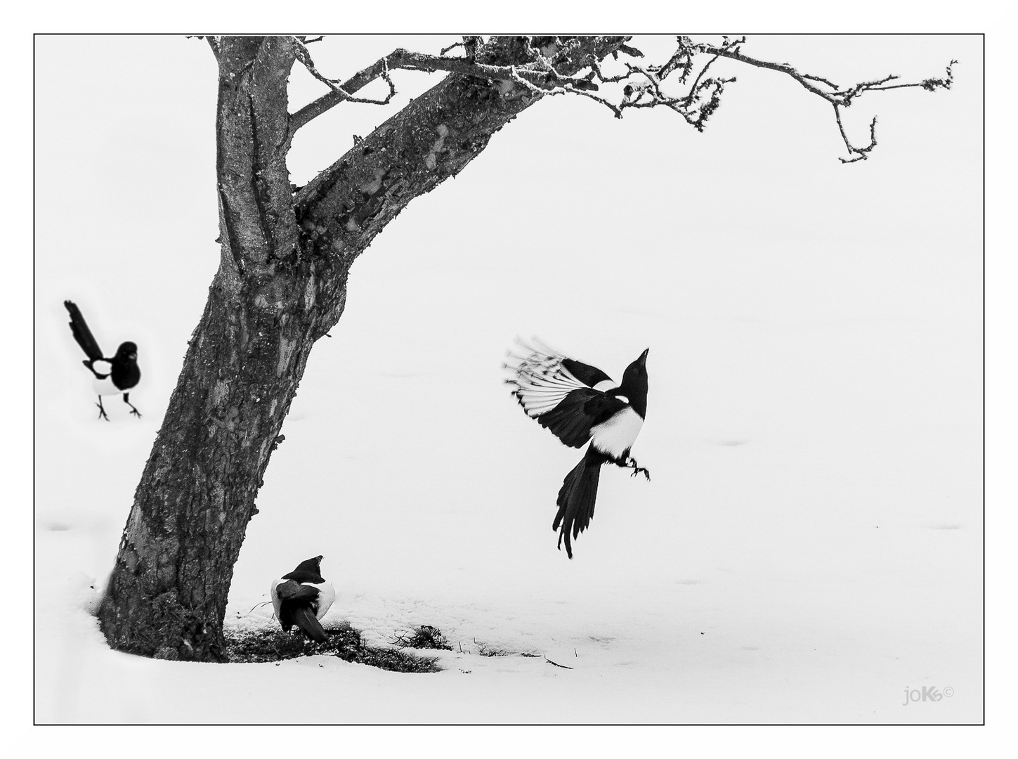 clever bird Foto & Bild | winter, s-w, natur Bilder auf fotocommunity