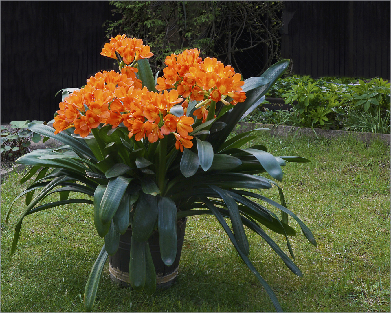 Clivia Foto & Bild | pflanzen, pilze & flechten, blüten ...