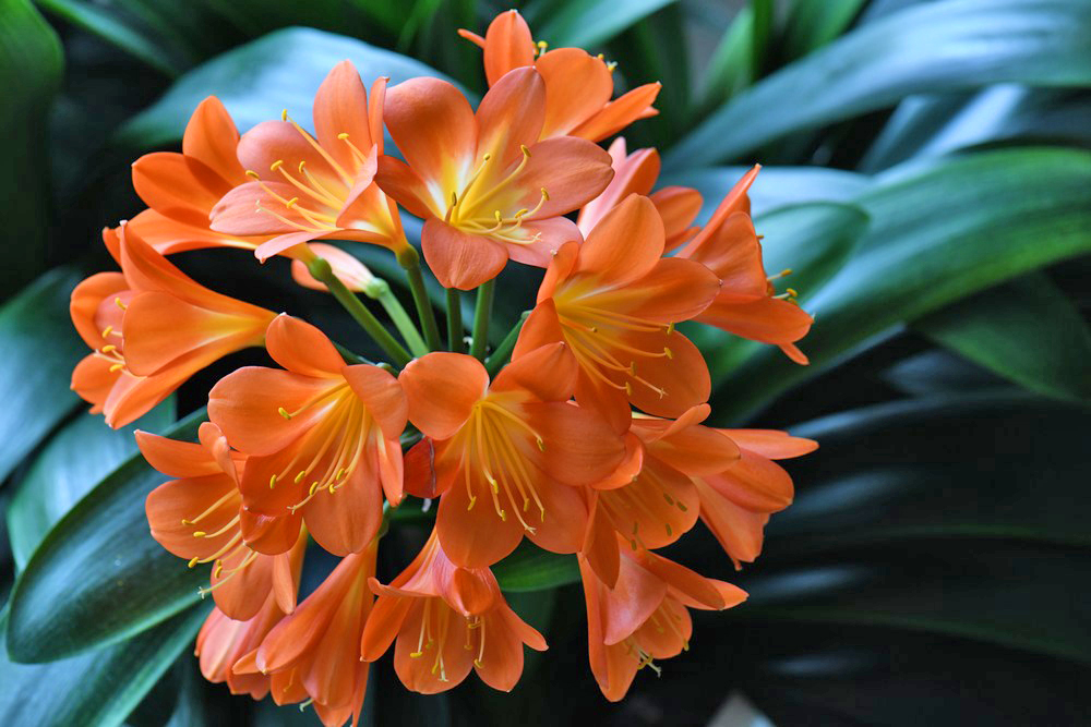 Clivia photo et image | fleurs, nature, macro Images fotocommunity
