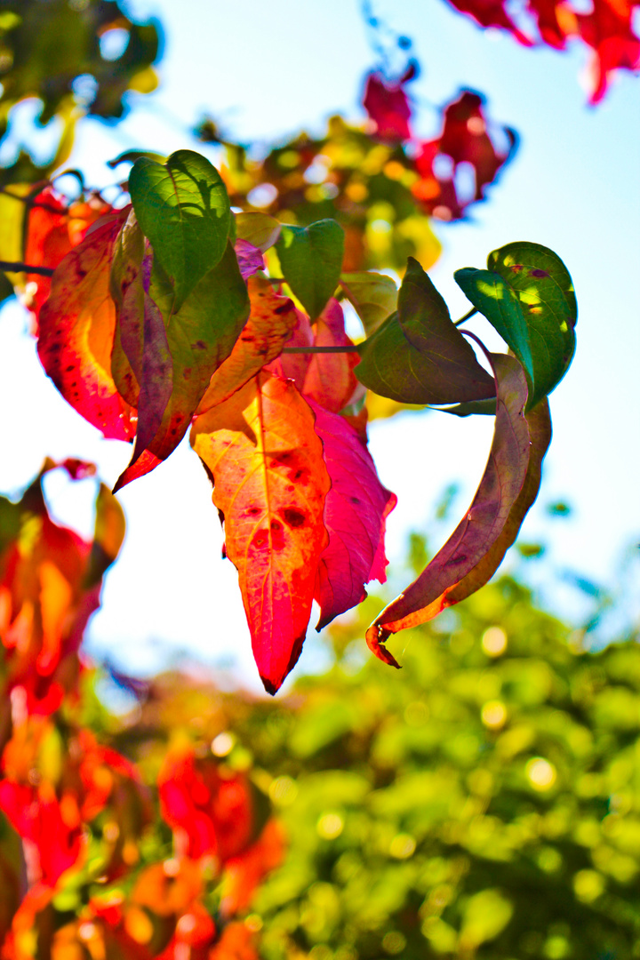 Close up - bright red sheets Foto & Bild | pflanzen, pilze & flechten ...