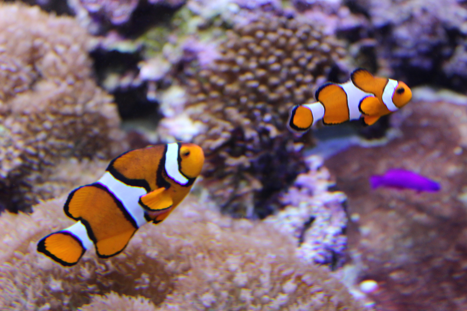 Clownfische Foto & Bild | anfängerecke - nachgefragt, nachgefragt ...