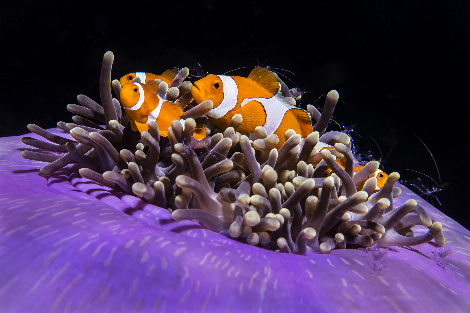 Clownfishes Foto & Bild | unterwasser, uw-salzwasser, natur-kreativ Bilder auf fotocommunity