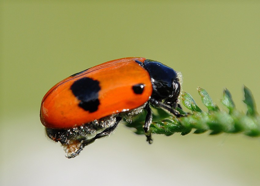 Clytra Laeviuscula photo et image | macro nature, macro insectes ...