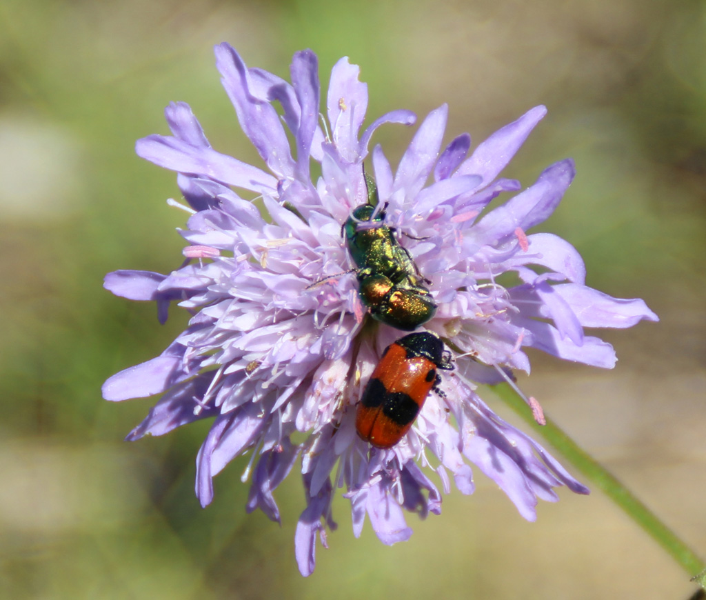 Clytra laeviuscula- Ameisen Sackkäfer und seidige Fallkäfer Foto & Bild ...