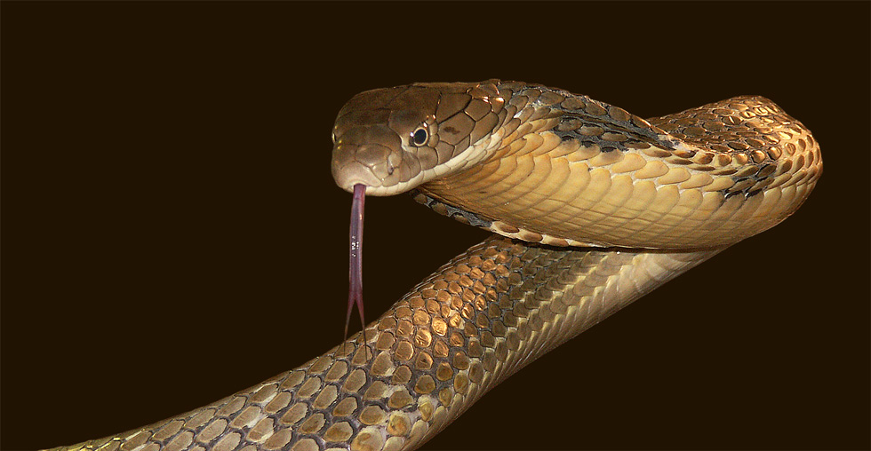 Cobra Seven Foto & Bild | tiere, zoo, wildpark & falknerei, amphibien ...