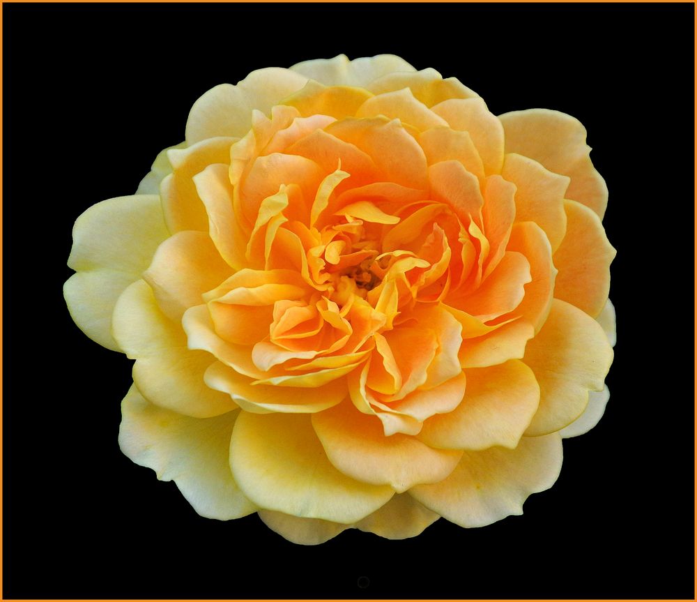 cocarde printanière ... Foto % Immagini| nature, fleurs, roses Foto su ...