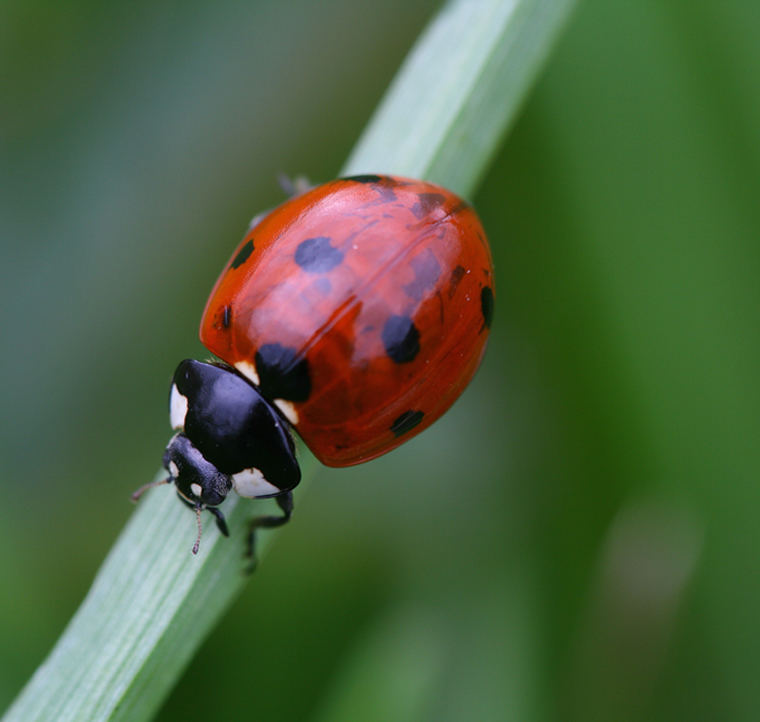 Coccinella Foto % Immagini| macro e close up, fotografia macro, natura ...