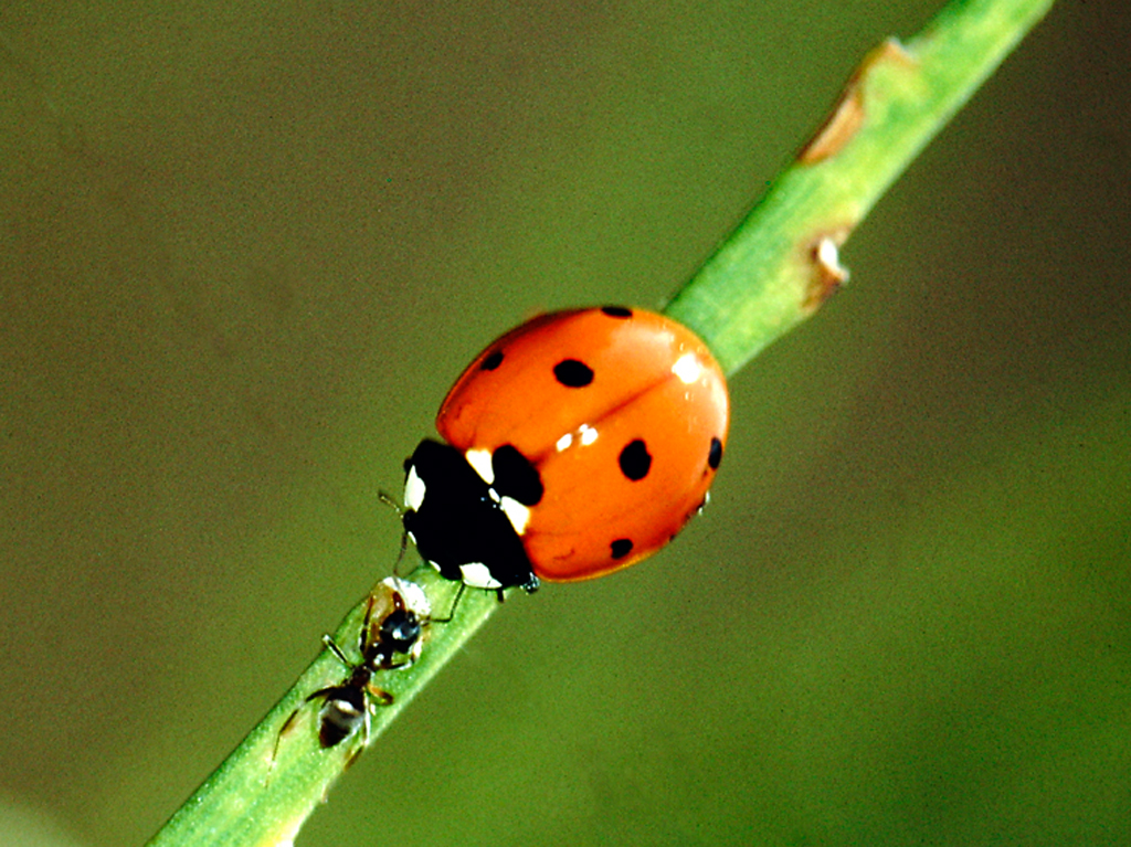 coccinella Foto % Immagini| macro e close up, macro di insetti, natura ...