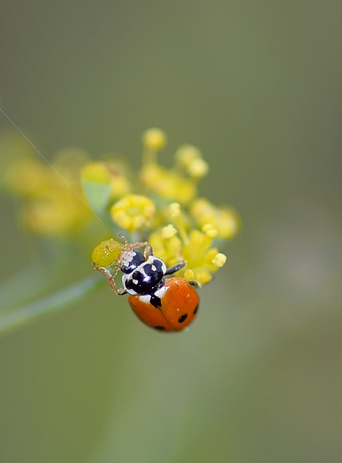 coccinella Foto % Immagini| macro e close up, natura Foto su fotocommunity