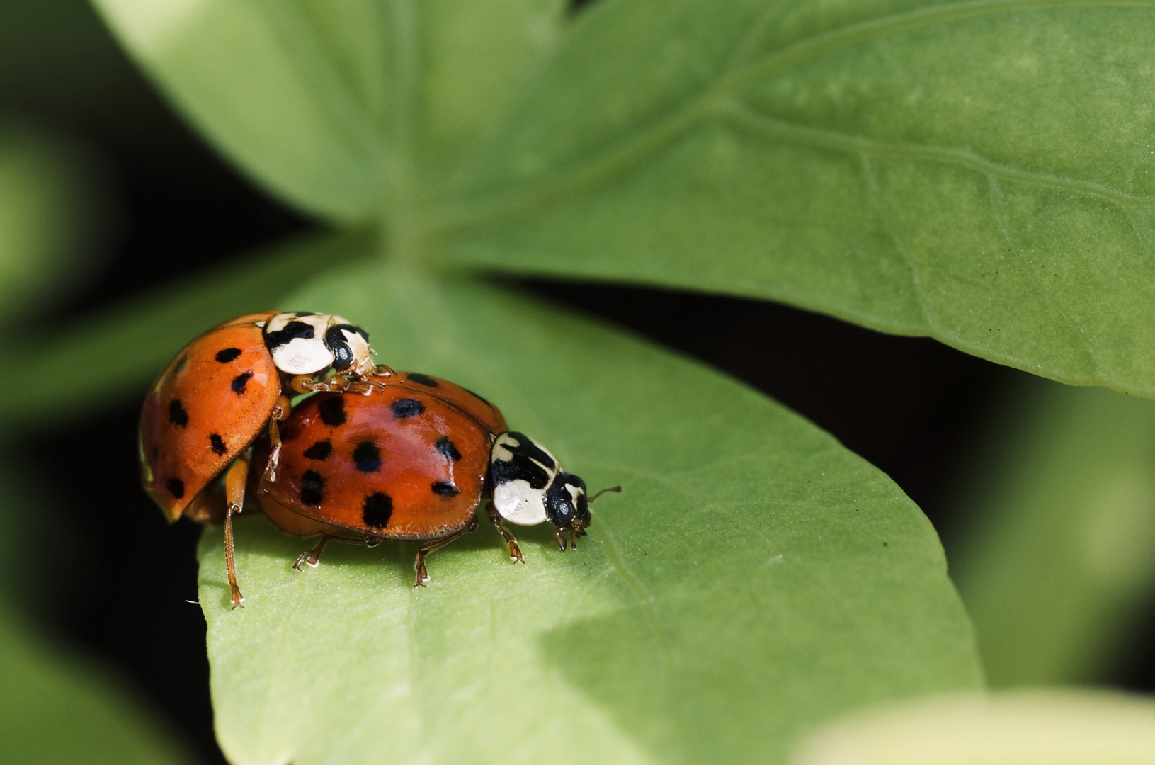 Coccinelle Foto & Bild | natur, insekten Bilder auf fotocommunity